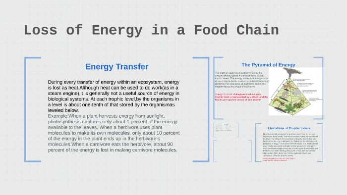 Loss of Energy in a Food Chain by Kat Edwards on Prezi