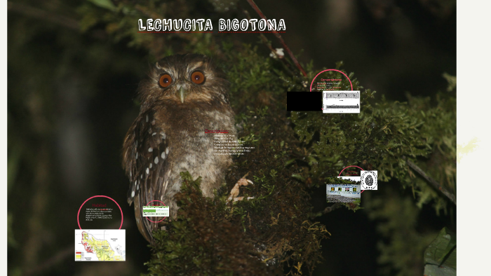 LECHUCITA BIGOTONA by Christian Del Carpio on Prezi
