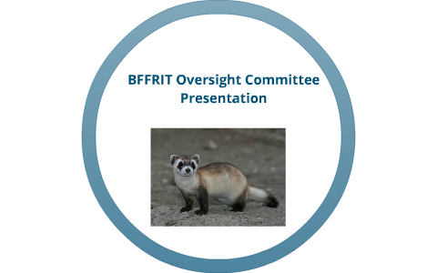 Black-Footed Ferret Recovery Implementation Team Project by Nathan Chen ...