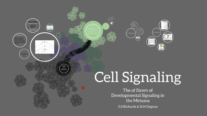 Why is Cell Signaling Important? by Jen Zaragoza