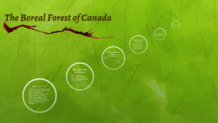 The Boreal Forest of Canada by Billie Burke on Prezi