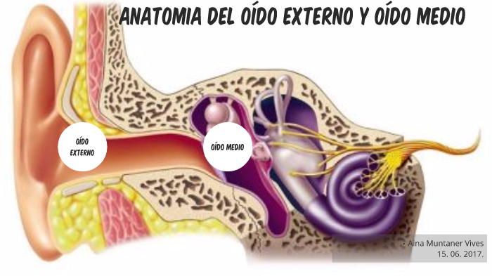 presentación oido medio by Aina Muntaner on Prezi