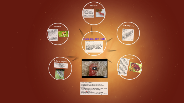 Kangaroo life cycle by kanisha williams on Prezi