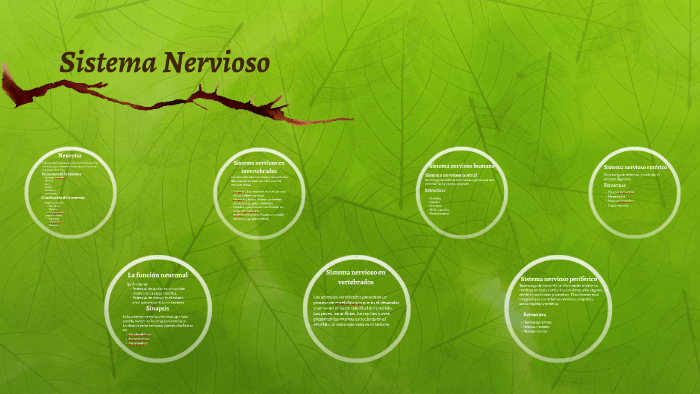 Sistema Nervioso by Natalia Herrera on Prezi