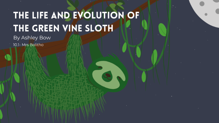 The Life and Evolution of the Green Vine Sloth by Ashley Bow on Prezi