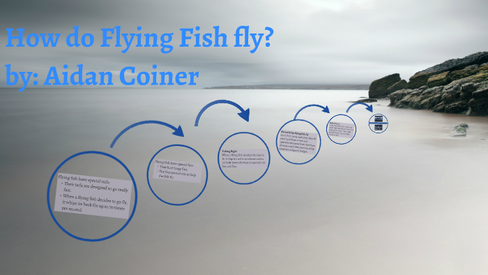 How do Flying Fish fly? by Maura Coiner on Prezi