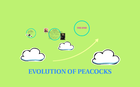 EVOLUTION OF PEACOCKS. by Alina Lam on Prezi