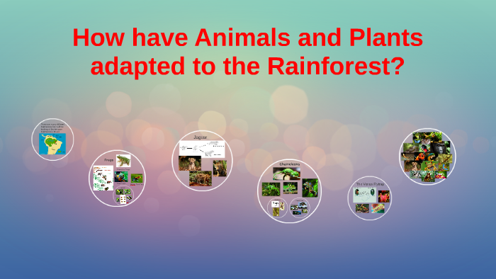 How have Animals adapted to the Rainforest? by Zoe Rosenberg on Prezi