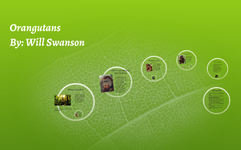 Orangutans by Mike Filipowicz on Prezi