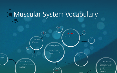Muscular System Vocabulary by elizabeth moore