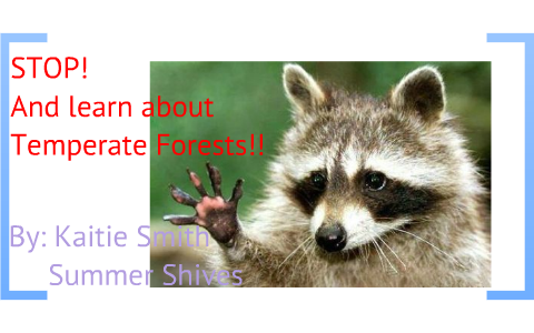 Temperate Forest Biome Project by Summer Shives