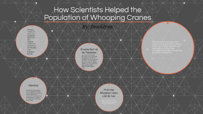 How Scientists Help Hooping Cranes by Brooklynn Gibson on Prezi
