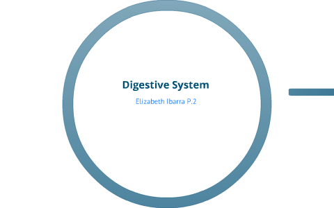 Digestive System Concept Map by Elizabeth Ibarra on Prezi