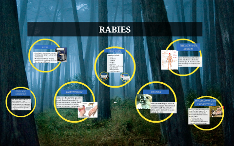 RABIES by Rebecca Reynolds on Prezi
