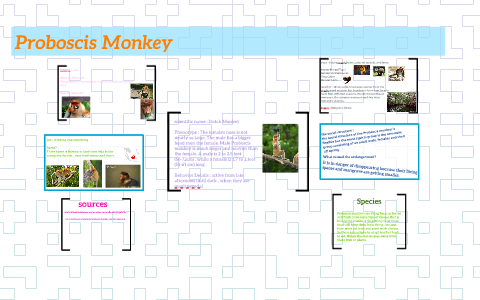 Proboscis Monkey by angelica lopez on Prezi