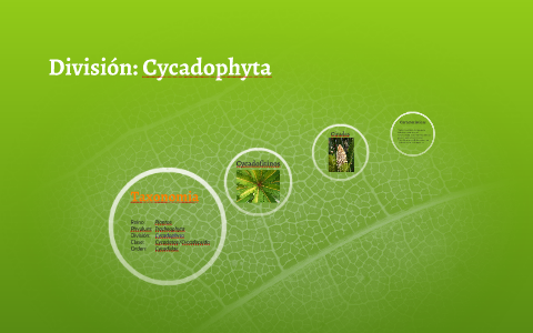 División: Cycadophyta by Daniel Hernandez on Prezi