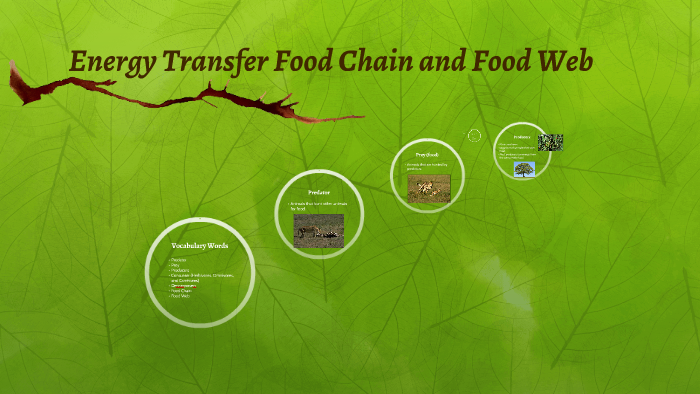 Energy Transfer Food Chain and Food Web by Lydia Hernandez on Prezi