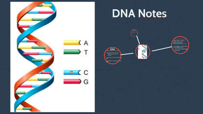 DNA Notes by Mrs Sciaraffa