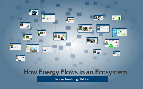 How Energy Flows in an Ecosystem by Kaylee Armstrong on Prezi