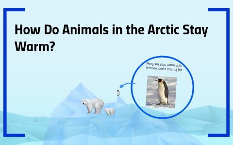 How Do Animals in the Arctic Stay Warm by Spencer Coudal on Prezi