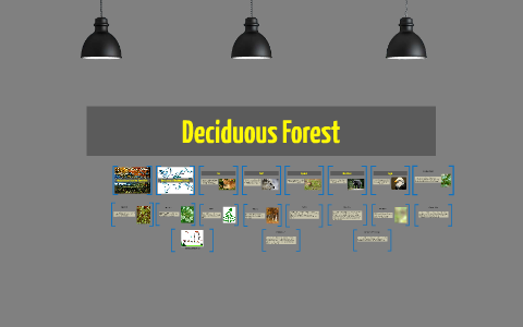Deciduous Forest by Bryan Reta on Prezi