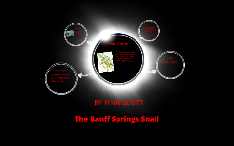 The Banff Springs Snail by Finn Scott on Prezi