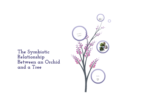 Symbiotic Relationship Between an Orchid and a Tree by Emily Linstrum ...