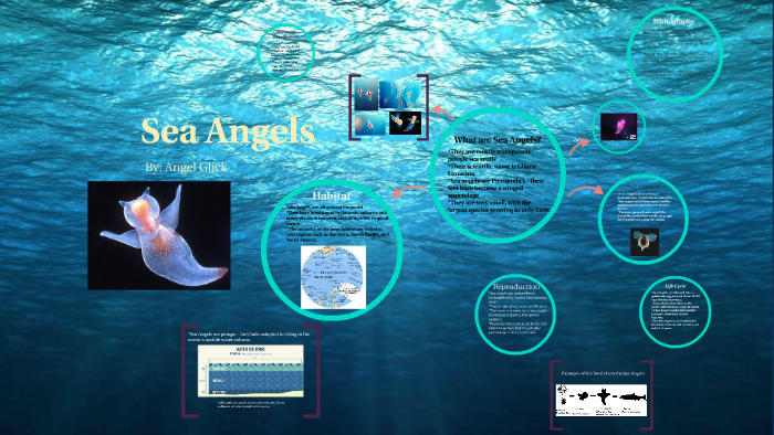 LIfe cycle of Sea Angels by Angela Glick on Prezi