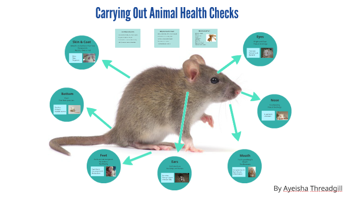CARRYING OUT ANIMAL HEALTH CHECKS by ayeisha threadgill on Prezi