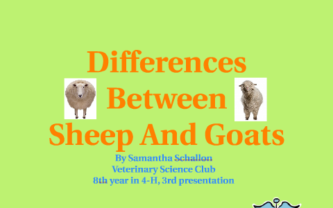 Six Differences Between Sheep and Goats by Samantha --------------- on ...