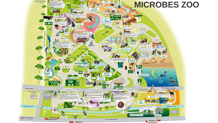 Microbes Zoo by Cristina Guzmán on Prezi