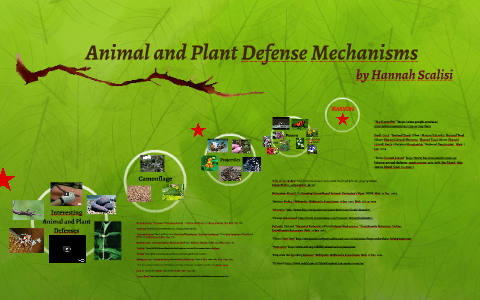 Animal and Plant Defense Mechanisms by Marika Scalisi on Prezi