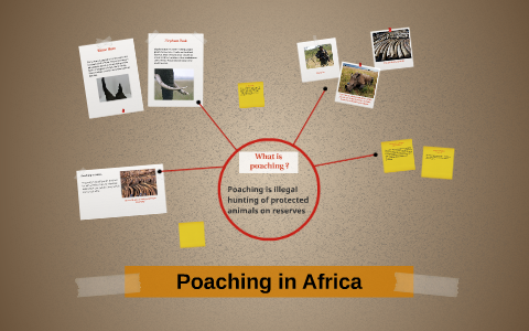 Poaching in Africa by Devin Temple Temple on Prezi