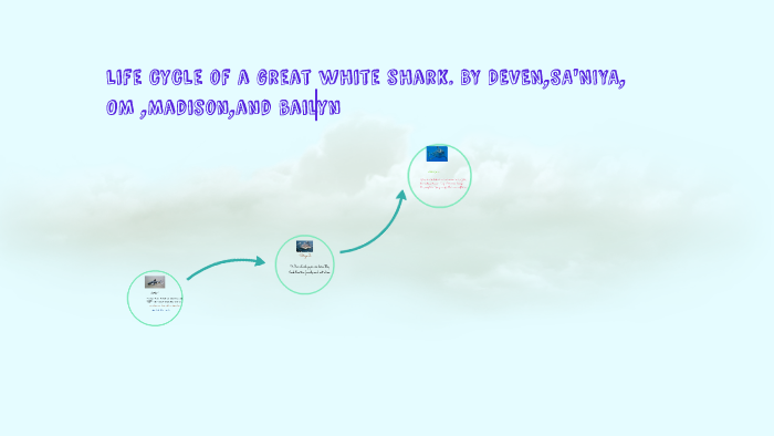 life cycle of a great white shark by Toye Powell on Prezi