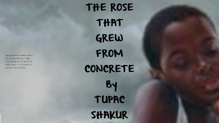 THE ROSE THAT GREW FROM CONCRETE By TUPAC SHAKUR by Sandra Ventura on Prezi