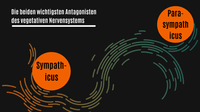 Sympathicus- Parasympathicus by Kira Dubbert on Prezi
