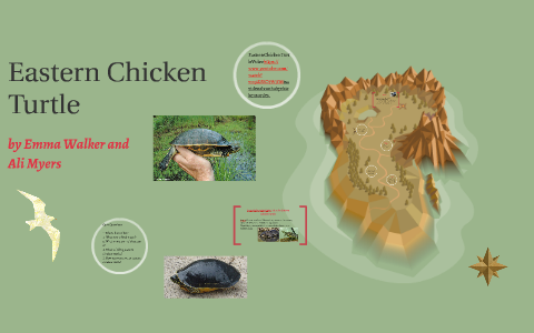 Eastern Chicken Turtle by Ali Myers on Prezi