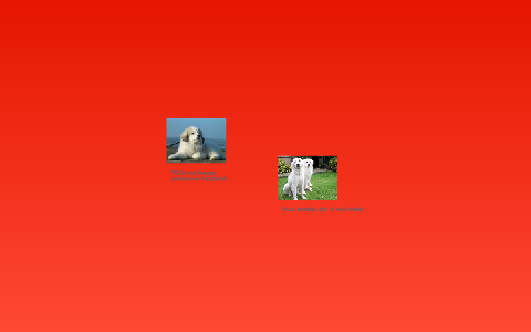 spreekbeurt manon by manon van dijk on Prezi