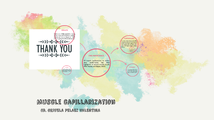 Muscle capillarization by valentina orjuela pelaez