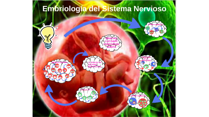 Embriología del sistema nervioso by DORA ANGELA MUÑOZ GALVIS