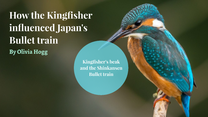 Kingfisher - Bullet train by Olivia Hogg on Prezi