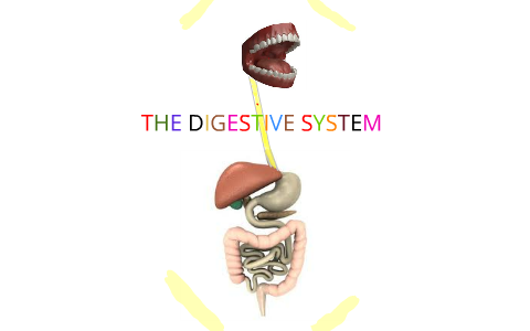 The Digestive System by Student#1 Crabs on Prezi
