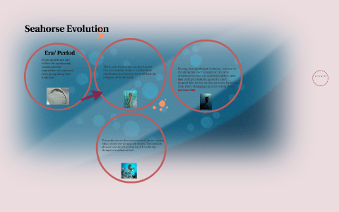 Seahorse Evolution by Class Projects on Prezi