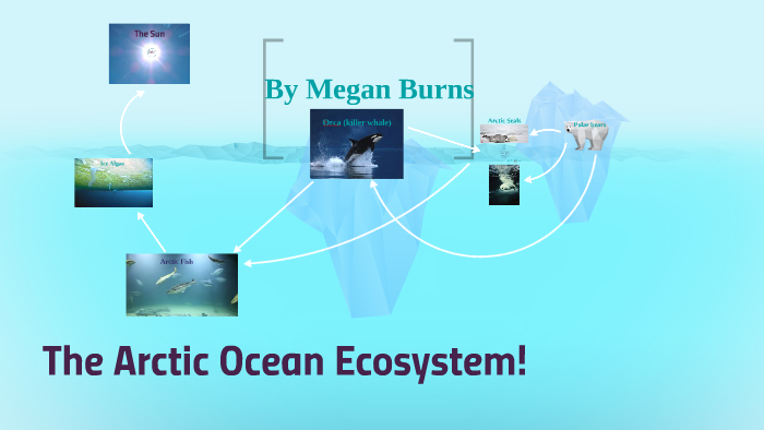 The Arctic Ocean Ecosystem! by Megan Burns on Prezi