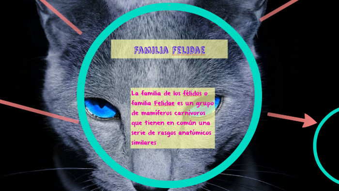 La familia de los félidos o familia Felidae es un grupo de m by Víctor ...