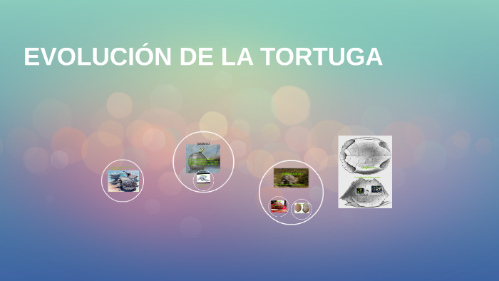 EVOLUCIÓN DE LA TORTUGA by Alejandro de la Rosa on Prezi