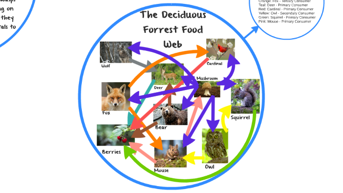 The Deciduous Forrest Food Web by Taylor Walters on Prezi