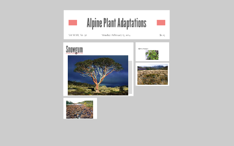 Alpine Plant Adaptations by hannah nuzum on Prezi