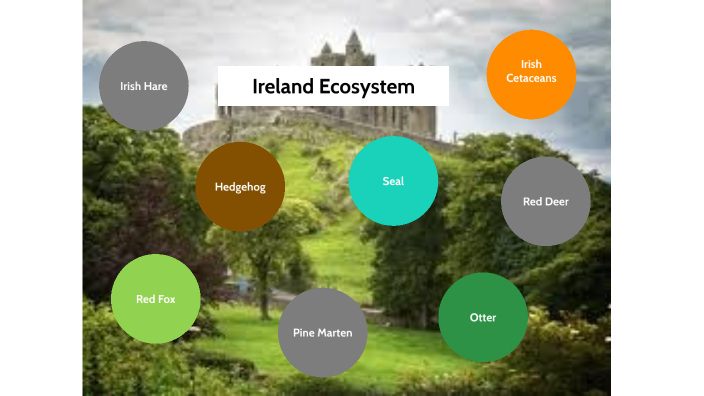 Ireland Ecosystem by Bobby Lane on Prezi