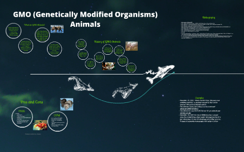 What are GMO Animals? by Kayla Jackson on Prezi